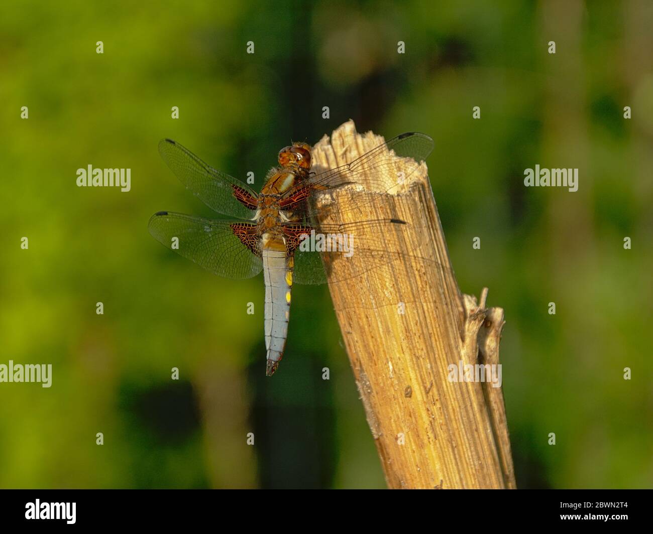 Blue dragonfly sitting on a pole, side view - Anisoptera Stock Photo ...