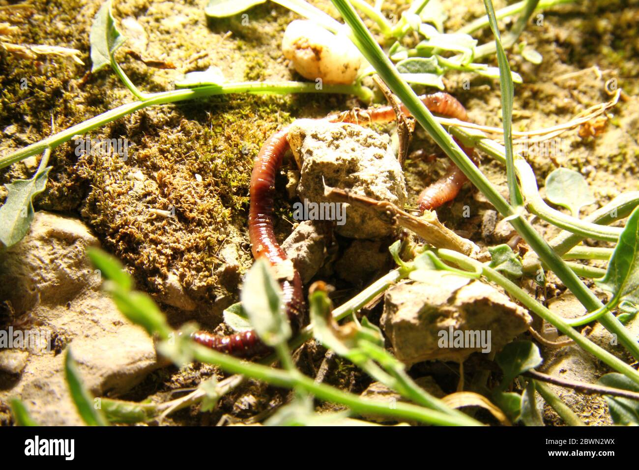 Red worm earthworm macro hi-res stock photography and images - Alamy