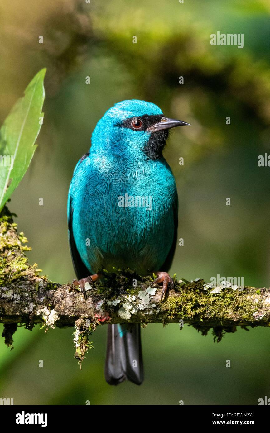 Beautiful and colorful blue tropical bird on green Atlantic Rainforest ...