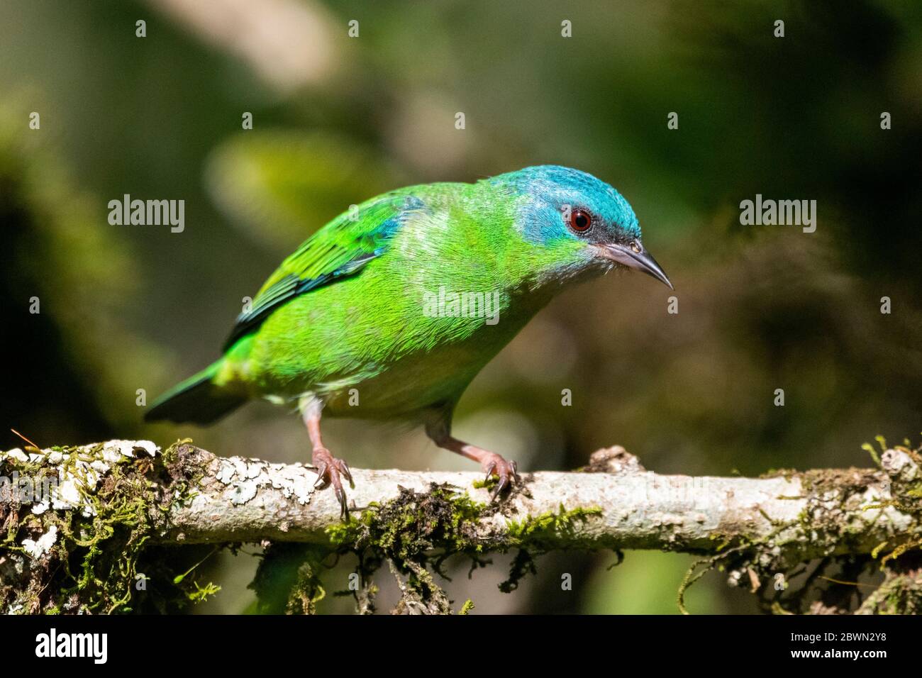 Jane bird hi-res stock photography and images - Alamy