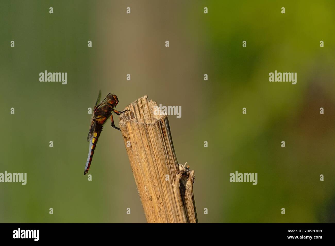 Blue dragonfly sitting on a pole, side view - Anisoptera Stock Photo ...