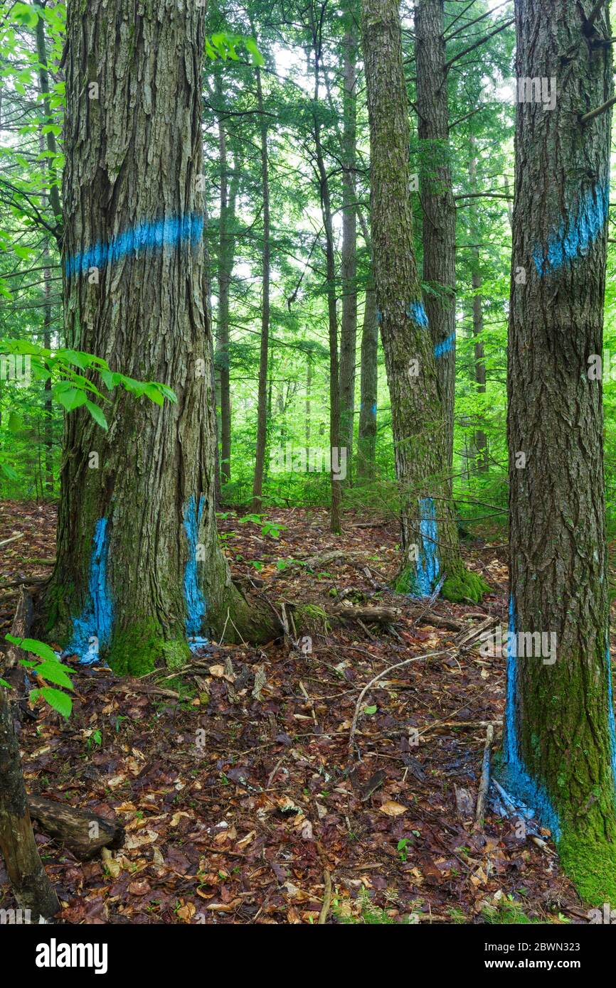 Northeast swift timber project hi-res stock photography and images - Alamy