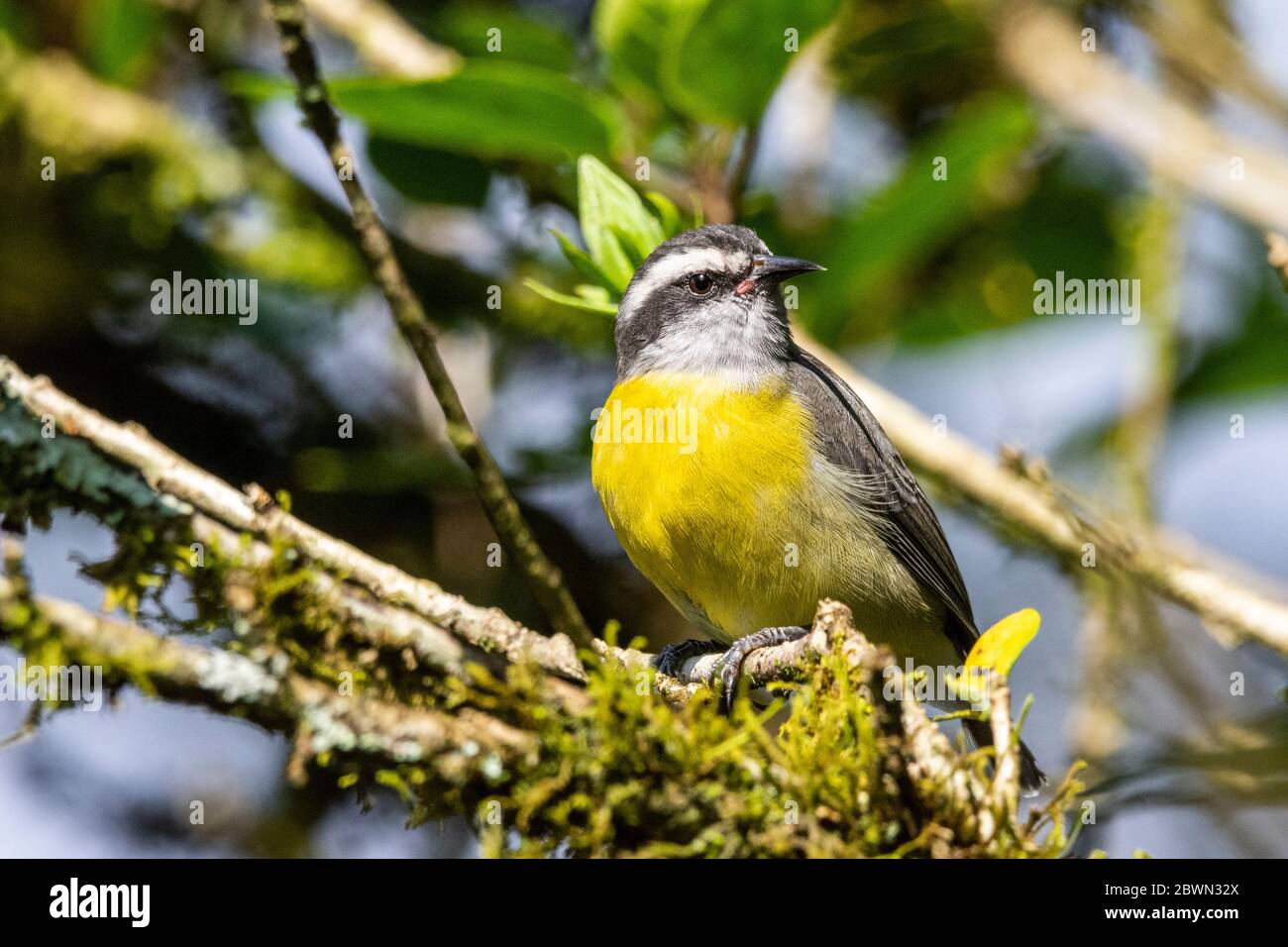 Beautiful and colorful yellow tropical bird on green Atlantic ...