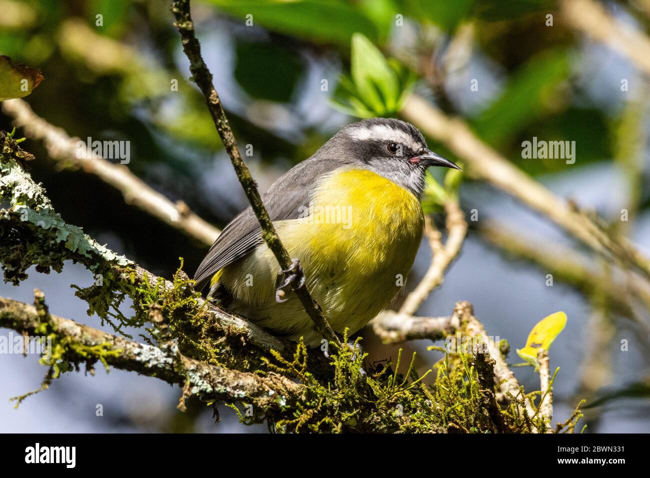 Beautiful and colorful yellow tropical bird on green Atlantic ...