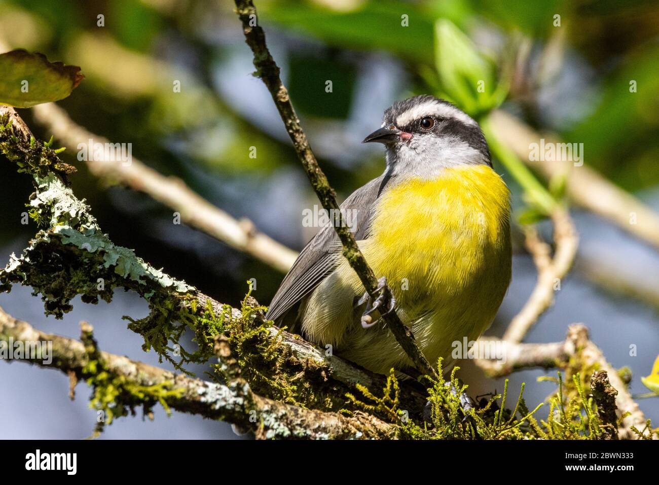 Beautiful and colorful yellow tropical bird on green Atlantic ...