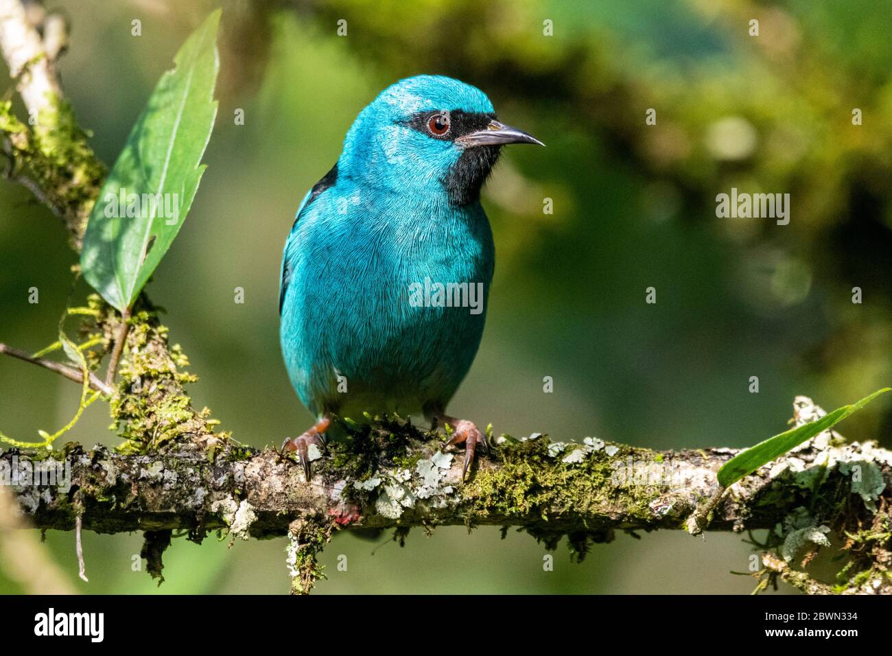 Beautiful and colorful blue tropical bird on green Atlantic Rainforest ...