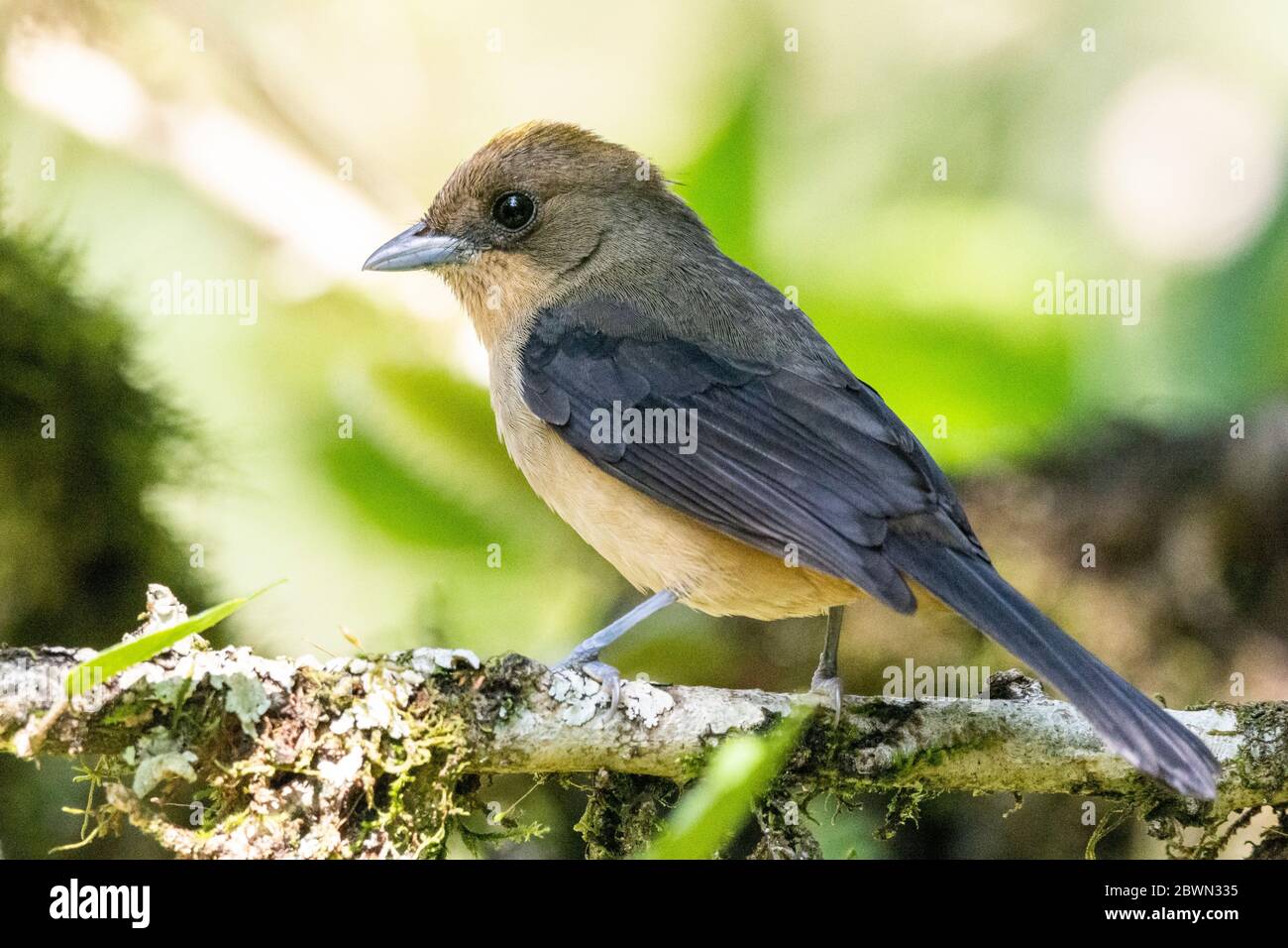 Beautiful brown and beige tropical bird on green Atlantic Rainforest ...