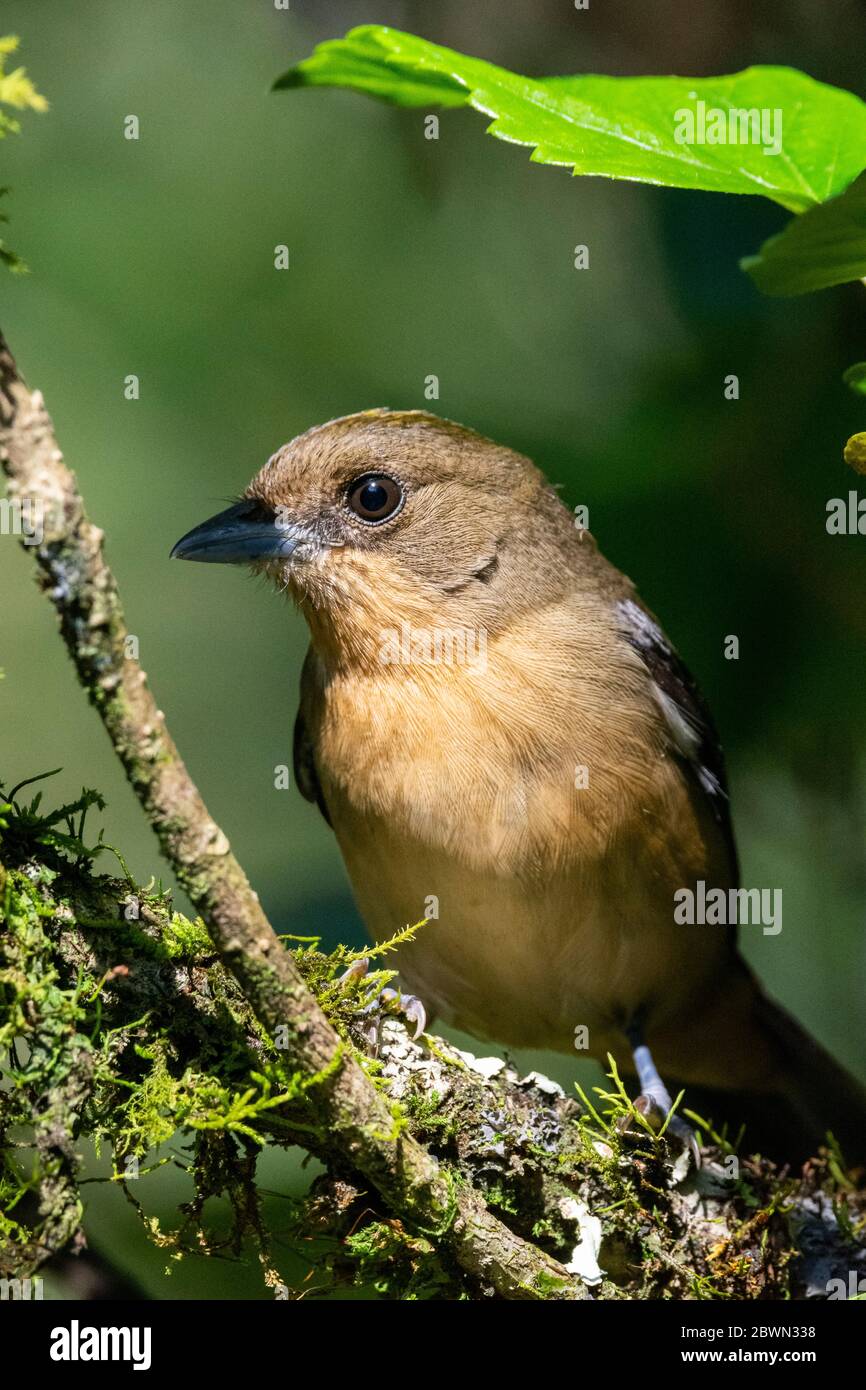 Beautiful brown and beige tropical bird on green Atlantic Rainforest ...