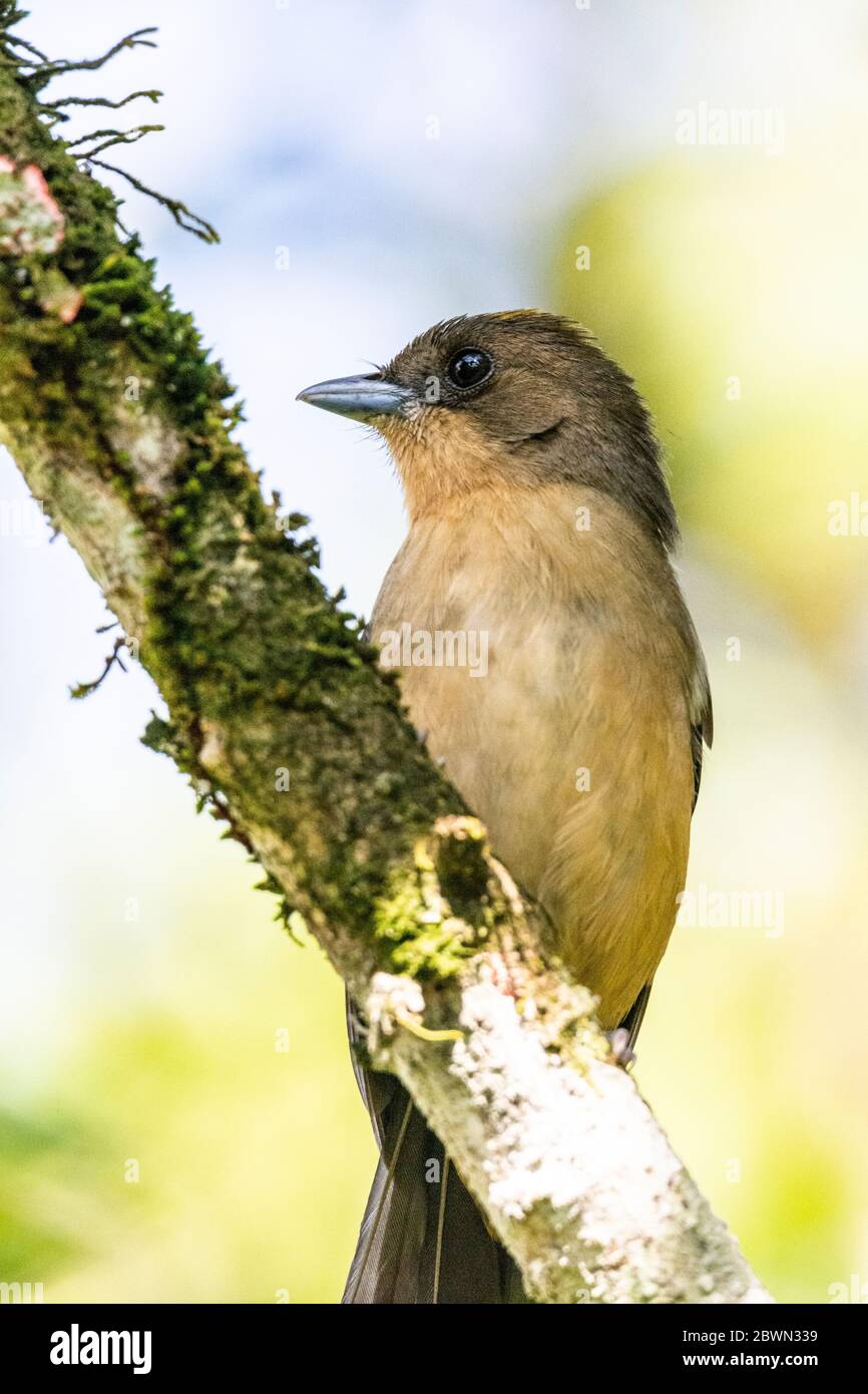Beautiful brown and beige tropical bird on green Atlantic Rainforest ...