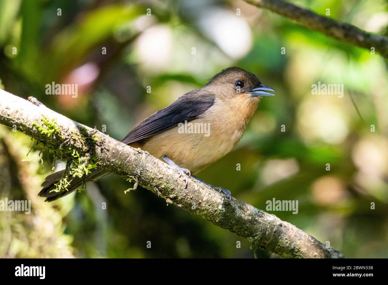 Beautiful brown and beige tropical bird on green Atlantic Rainforest ...