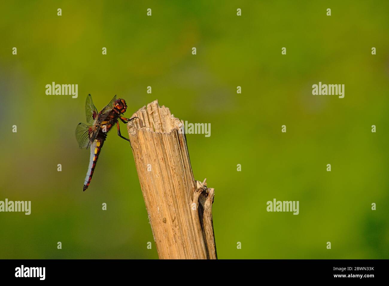 Blue dragonfly sitting on a pole, side view - Anisoptera Stock Photo ...