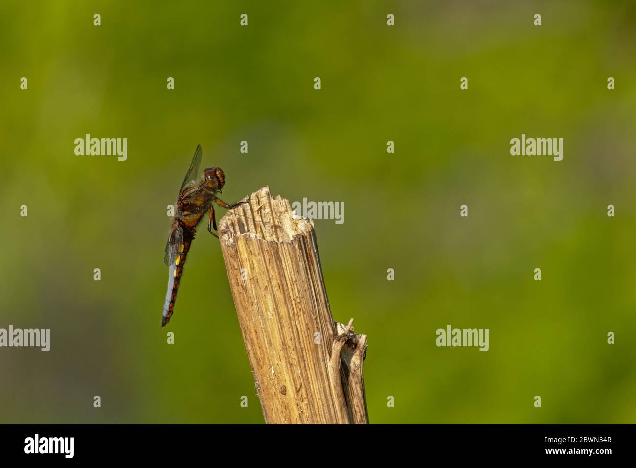 Blue dragonfly sitting on a pole, side view - Anisoptera Stock Photo ...