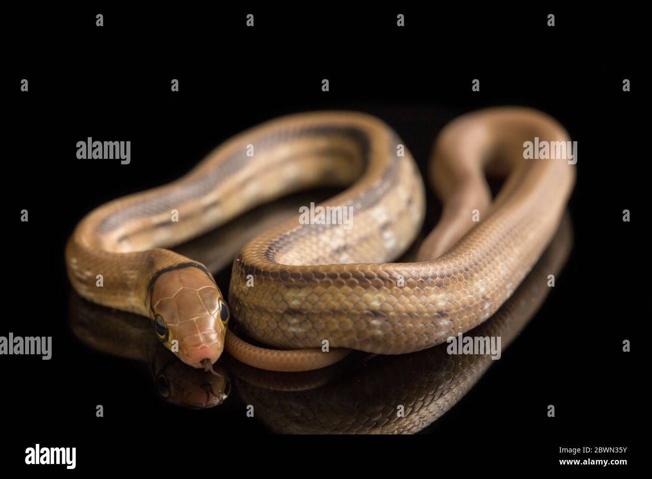 The radiated ratsnake, copperhead rat snake or copper-headed trinket ...