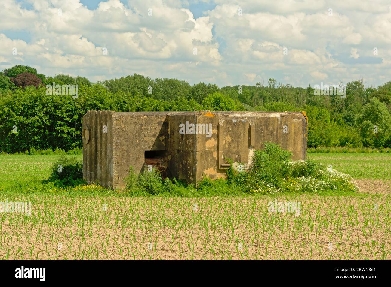 Remains of a First Word War concrete bunker in a corn field in the ...