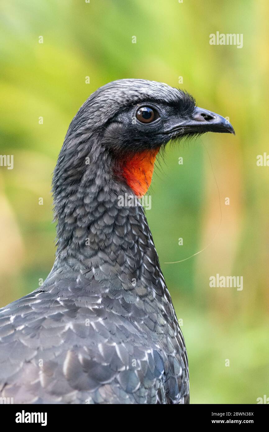 Beautiful black tropical bird with red throat on green Atlantic ...