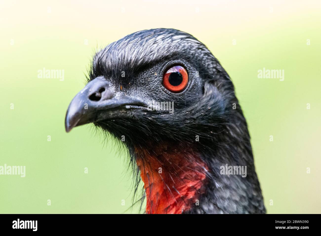 Beautiful black tropical bird with red throat on green Atlantic ...