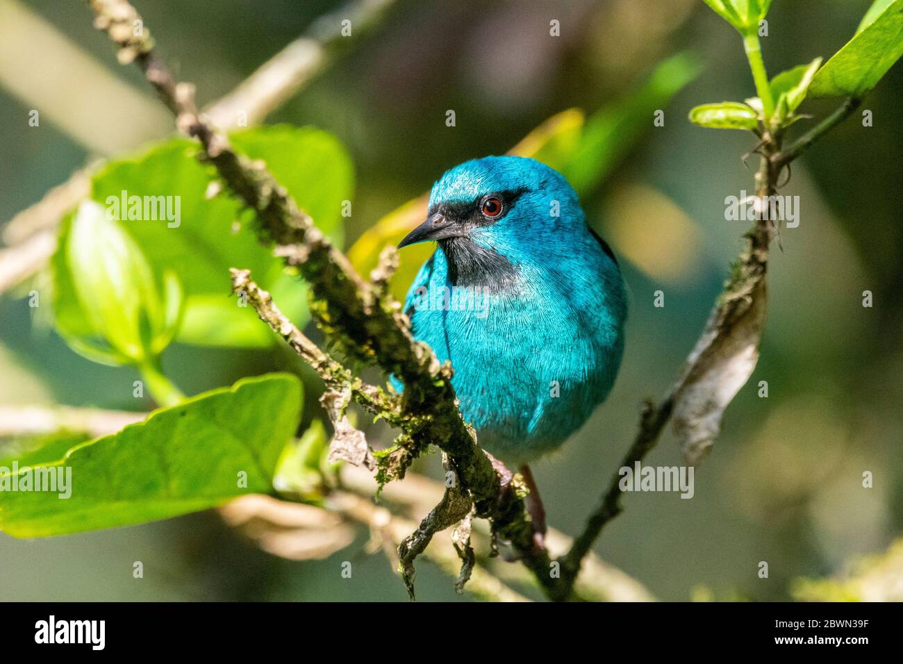 Beautiful and colorful blue tropical bird on green Atlantic Rainforest ...