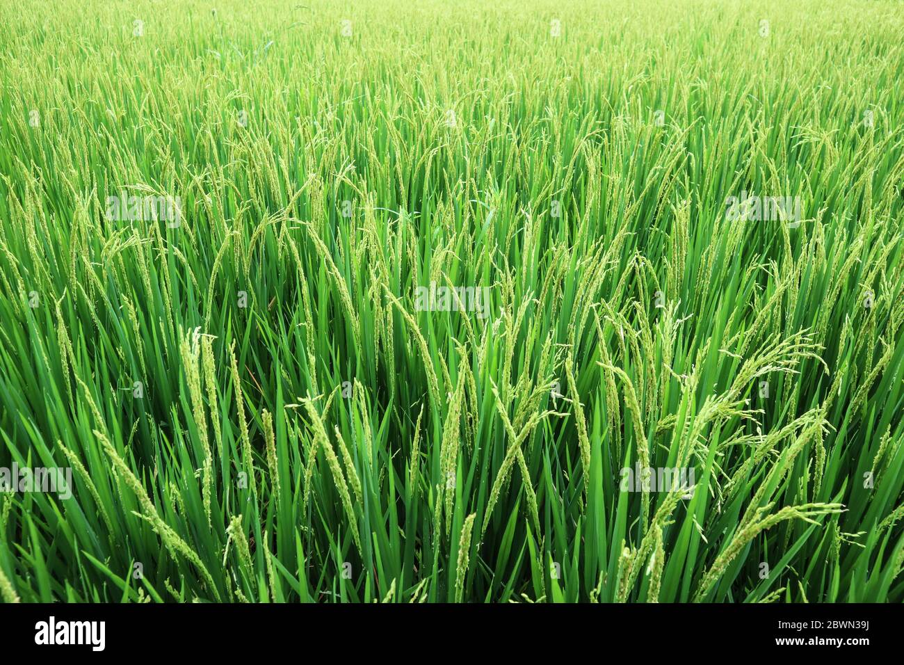 Rice field background hi-res stock photography and images - Alamy