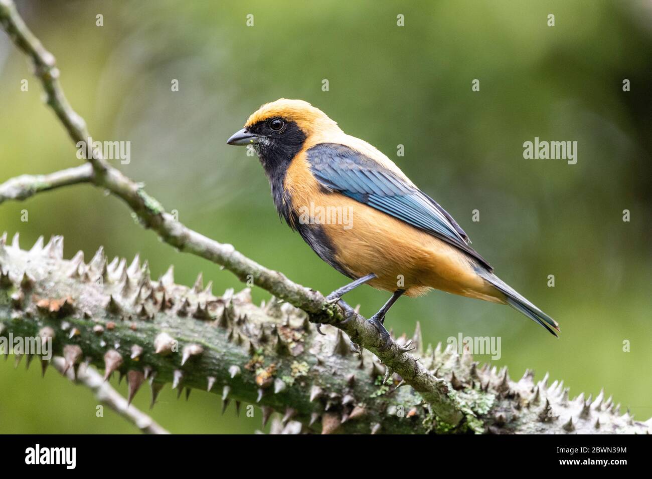 Beautiful yellow and black tropical bird on green Atlantic Rainforest ...