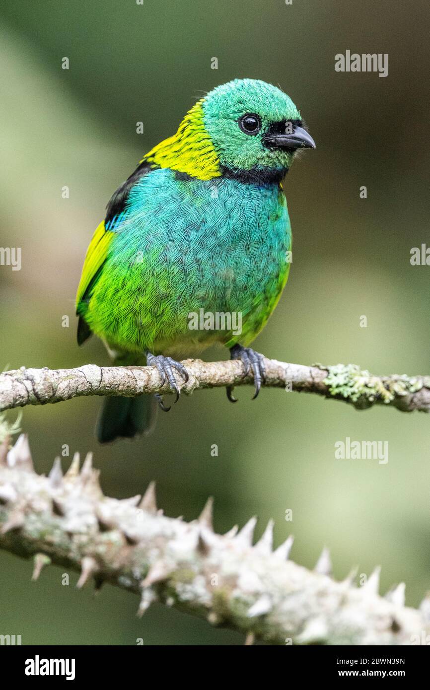 Beautiful and colorful tropical bird on green Atlantic Rainforest tree ...