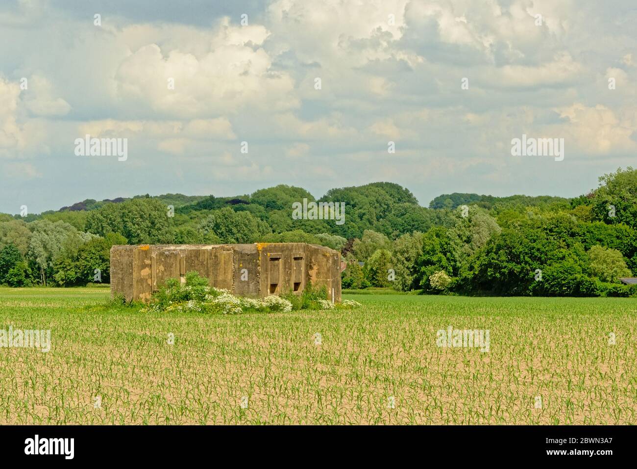 Remains of a First Word War concrete bunker in a corn field in the ...