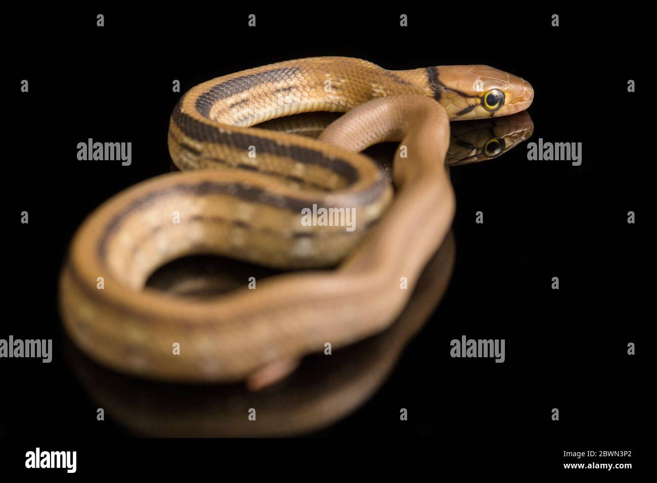 The radiated ratsnake, copperhead rat snake or copper-headed trinket ...