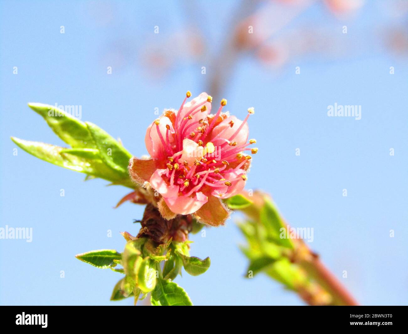 Beautiful pink peach tree flower during flowering in spring Stock Photo ...
