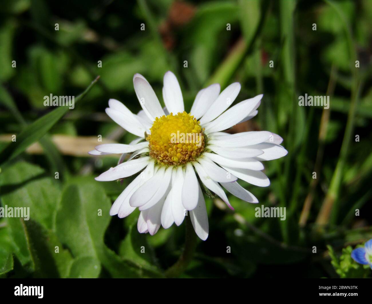White flowering japanese dandelion hi-res stock photography and images ...