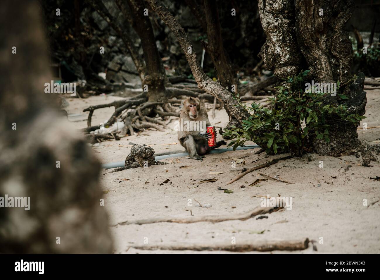 Portrait of wild monkey on Cat Ba Monkey Island, in Vietnam Stock Photo ...