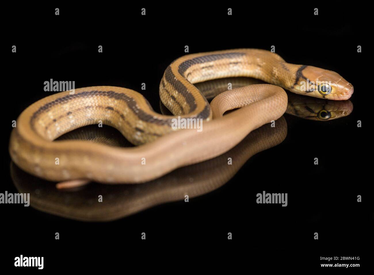 The radiated ratsnake, copperhead rat snake or copper-headed trinket ...