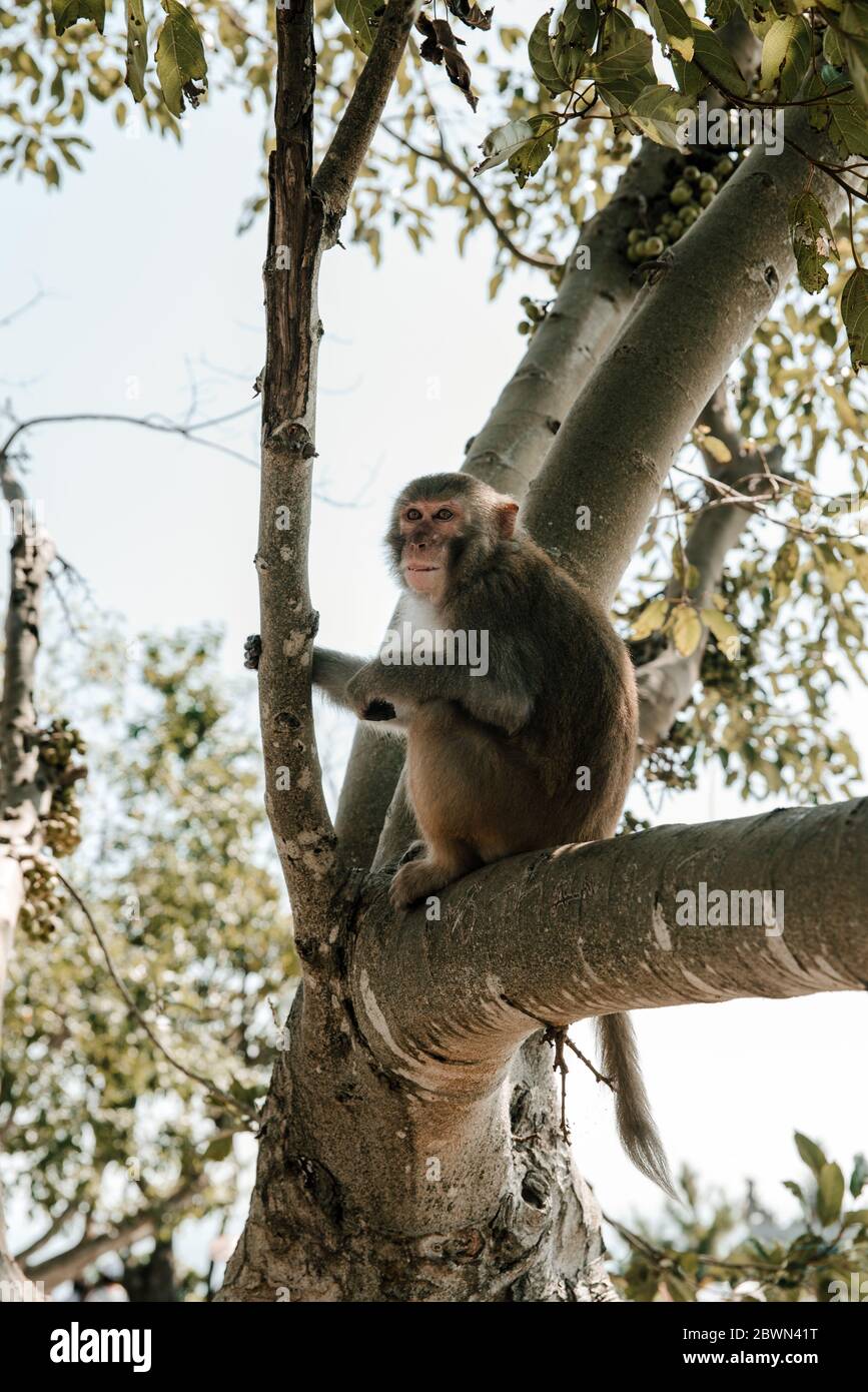 Portrait of wild monkey on Cat Ba Monkey Island near Nha Trang, in Ha ...