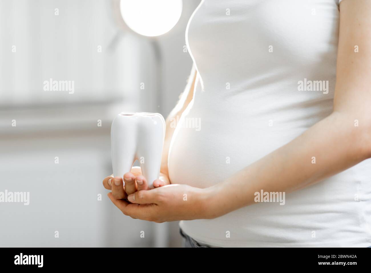 Pregnant woman holding tooth model near her belly, close-up view ...