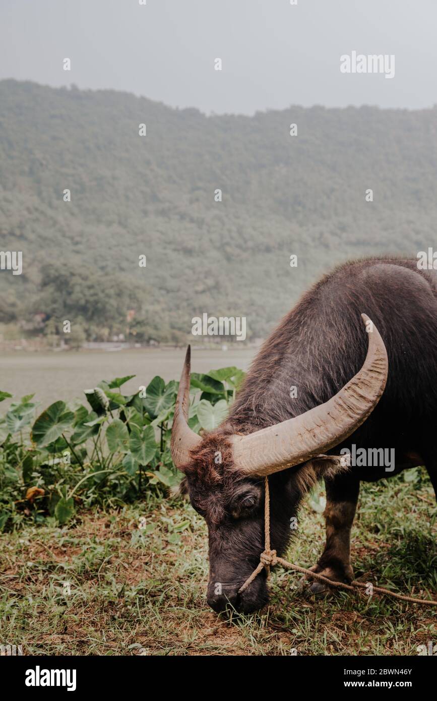 Wild asian buffalo with big horn. Domestic animals in Vietnam Stock ...