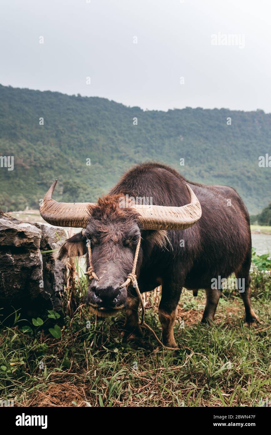 Wild asian buffalo with big horn. Domestic animals in Vietnam Stock ...