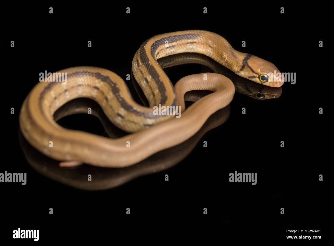 The radiated ratsnake, copperhead rat snake or copper-headed trinket ...