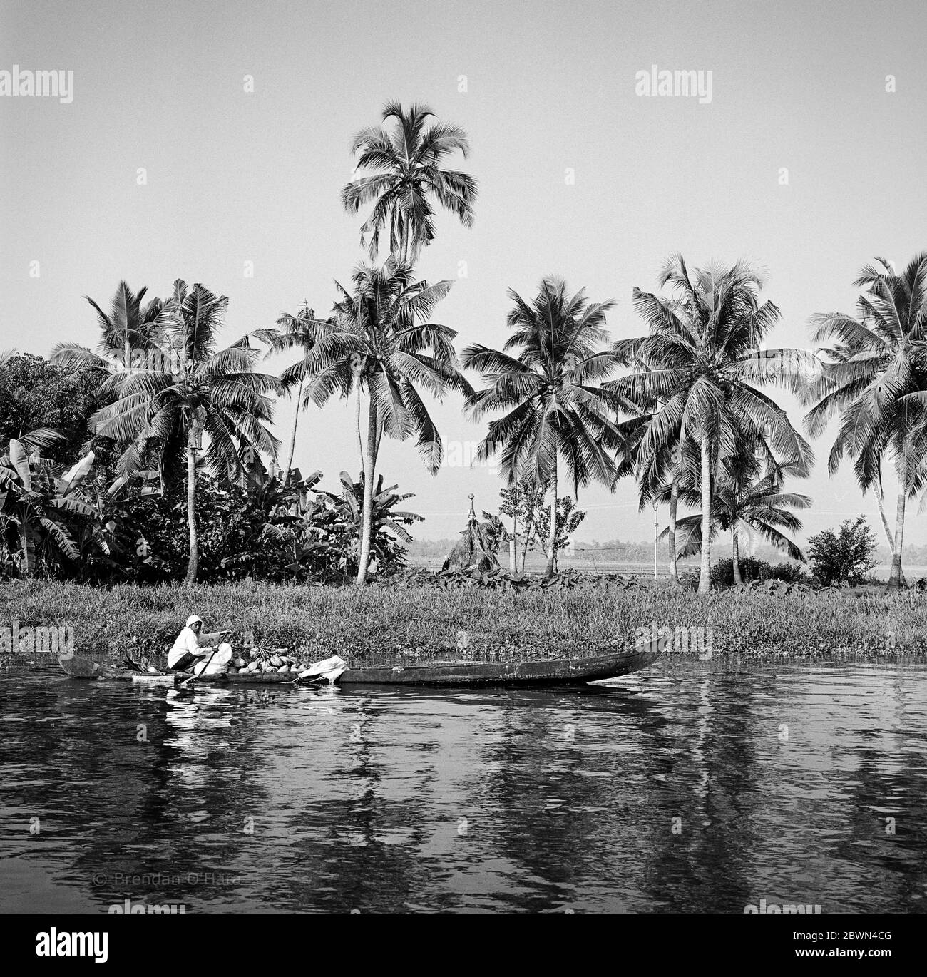 Woman paddles long narrow canoe loaded with coconuts along palmtree ...