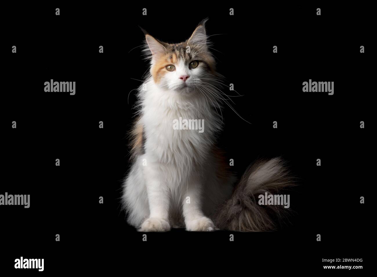 studio portrait of a beautiful calico maine coon cat with fluffy tail ...