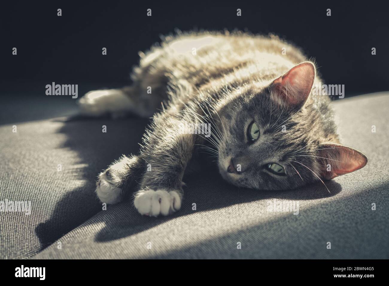 Cat In Sun High Resolution Stock Photography and Images - Alamy