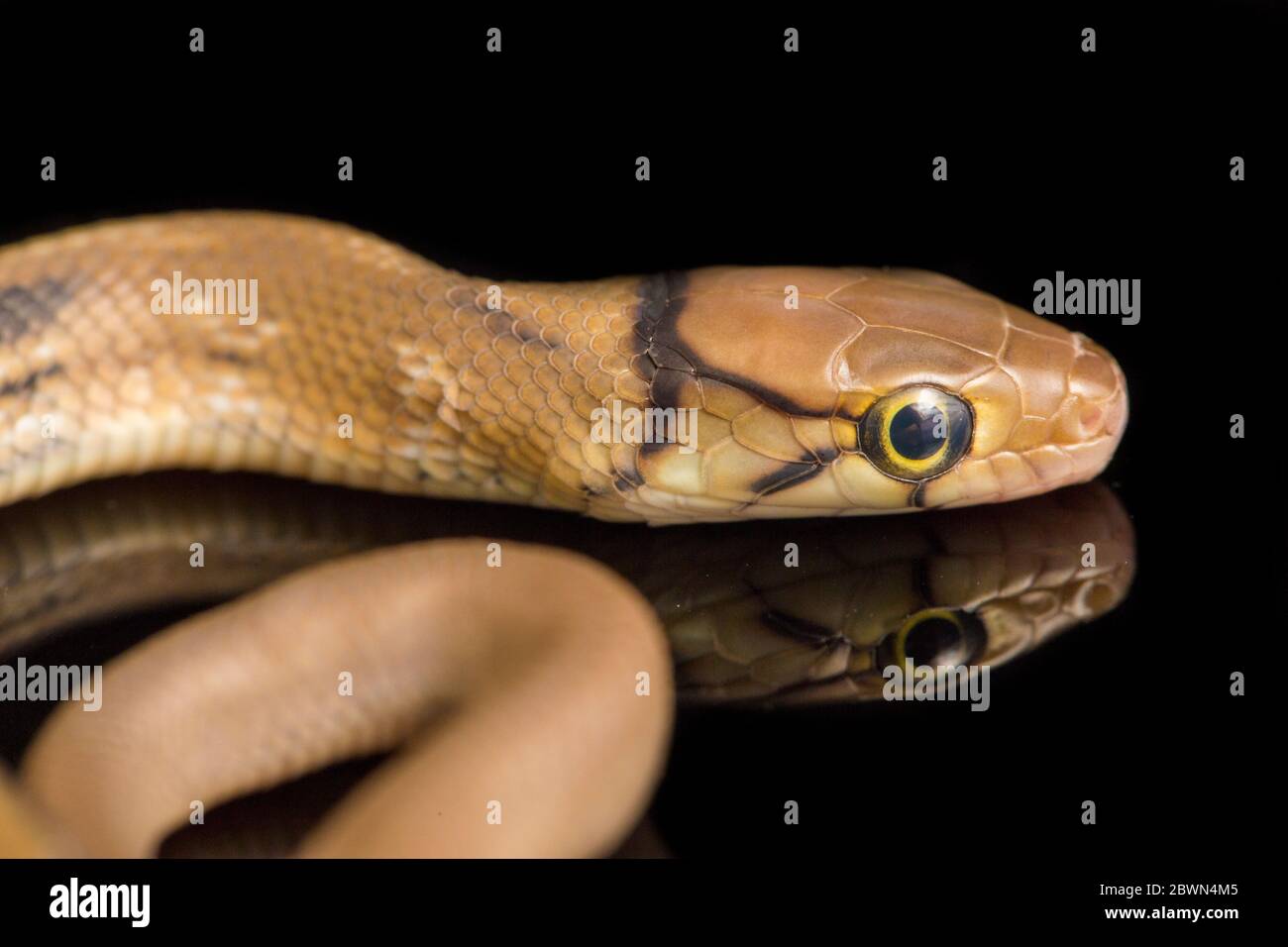 The radiated ratsnake, copperhead rat snake or copper-headed trinket ...