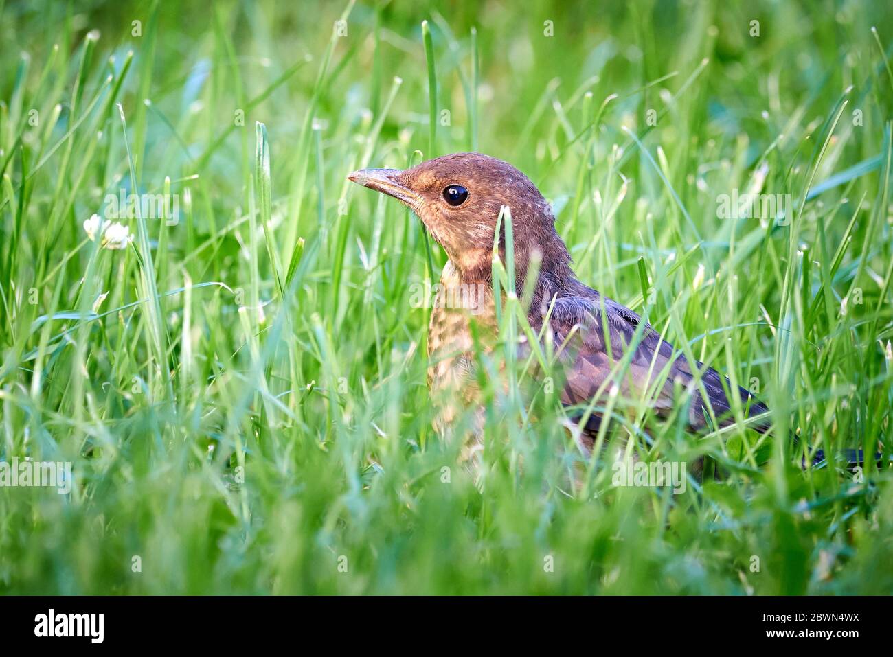 Common blackbird chick fledgling (Turdus merula Stock Photo - Alamy