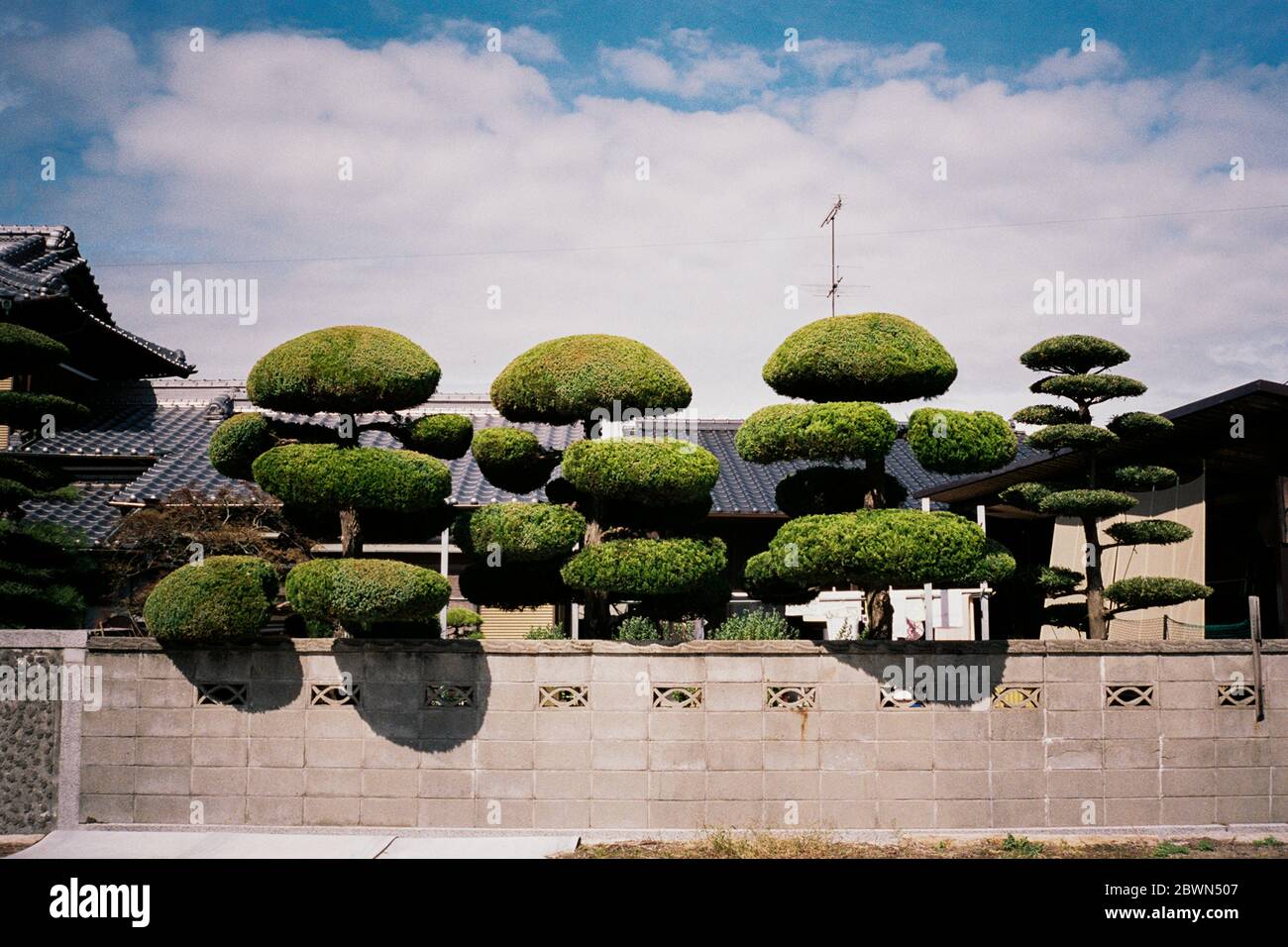 Manicured trees outside a Japanese House Stock Photo - Alamy