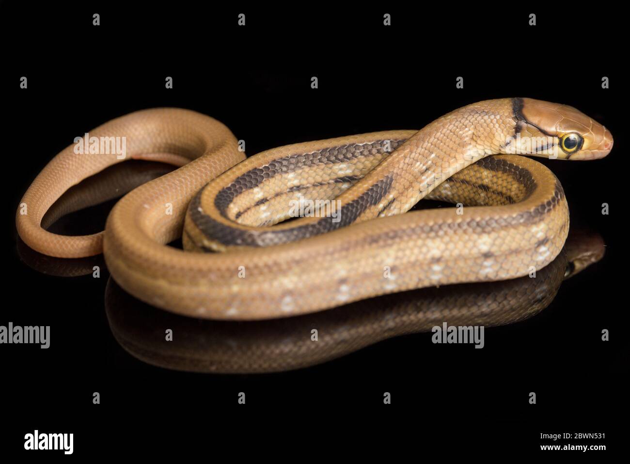 The radiated ratsnake, copperhead rat snake or copper-headed trinket ...