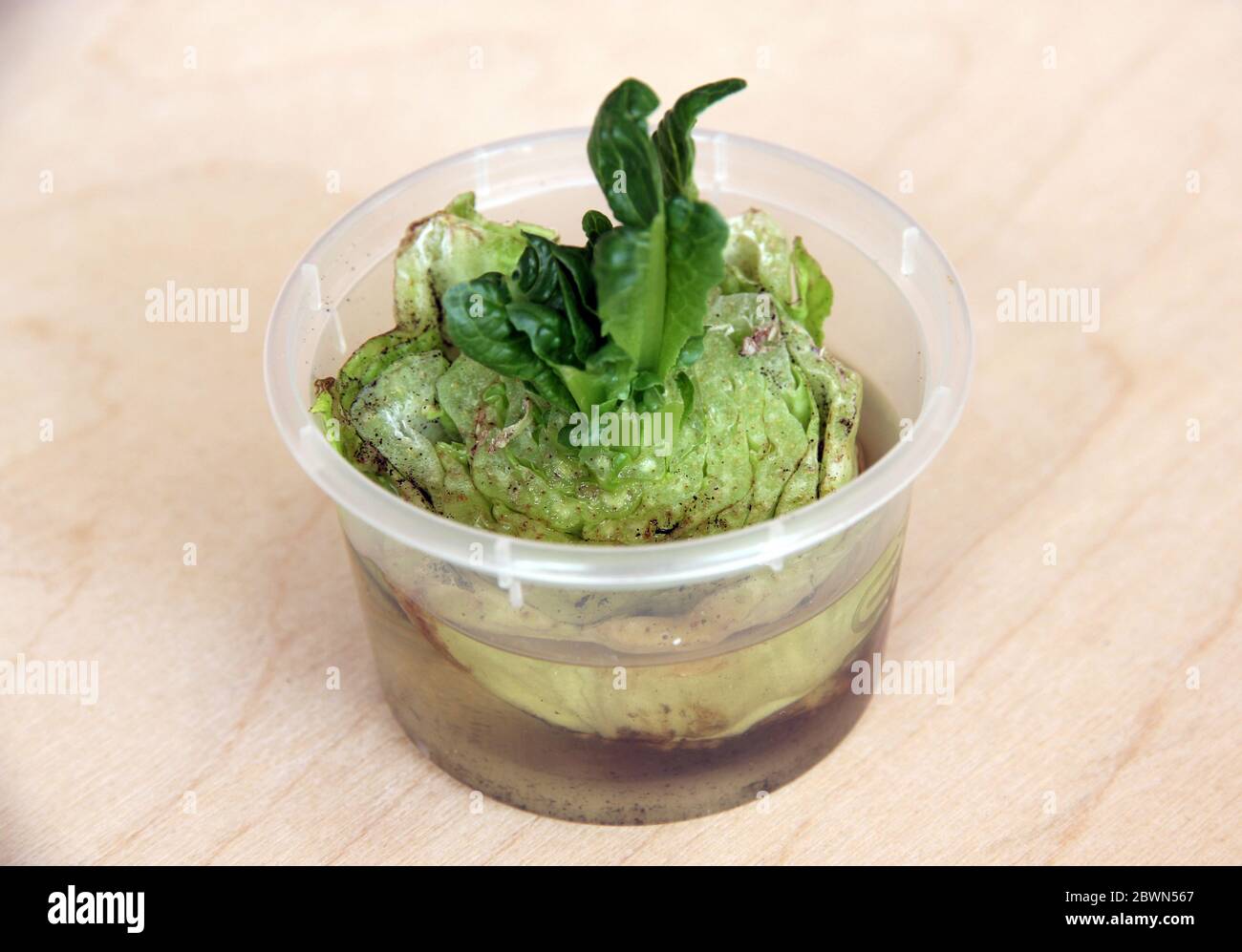 cut lettuce bolting new leaves Stock Photo - Alamy