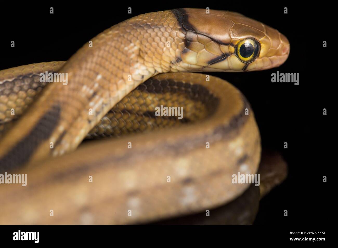 The radiated ratsnake, copperhead rat snake or copper-headed trinket ...
