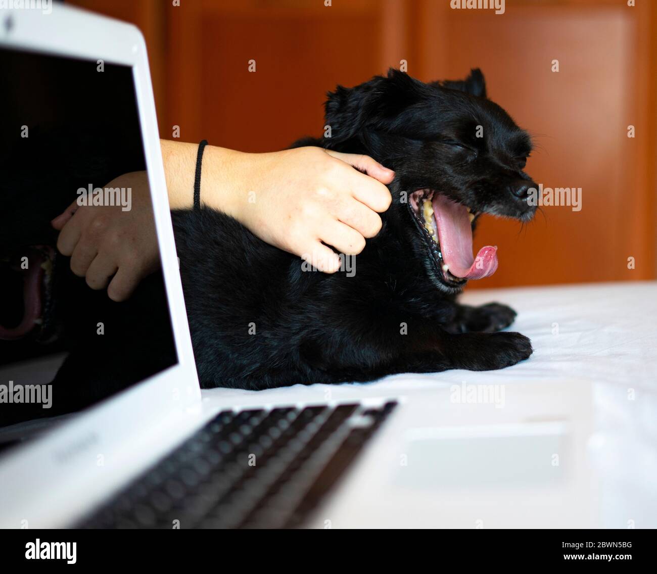 Black dog yawning next to a computer. Concept of working at home with ...