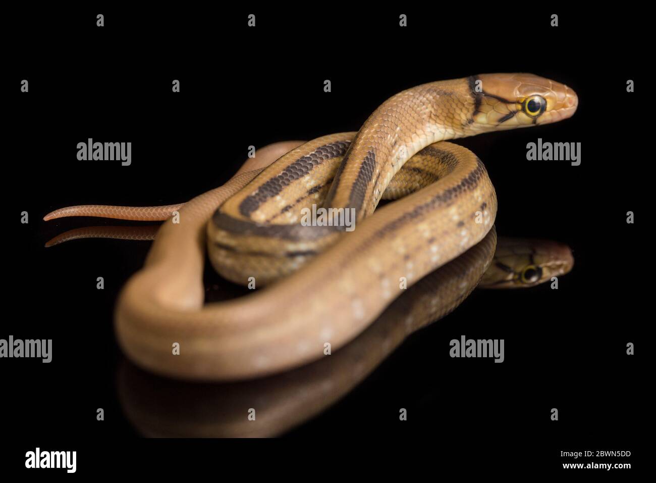 The radiated ratsnake, copperhead rat snake or copper-headed trinket ...