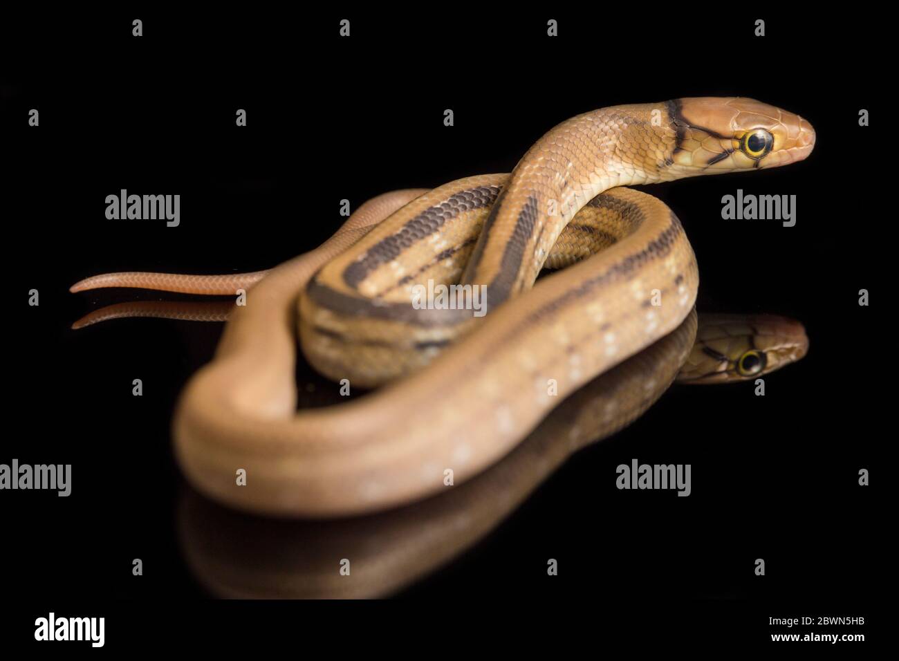 The radiated ratsnake, copperhead rat snake or copper-headed trinket ...