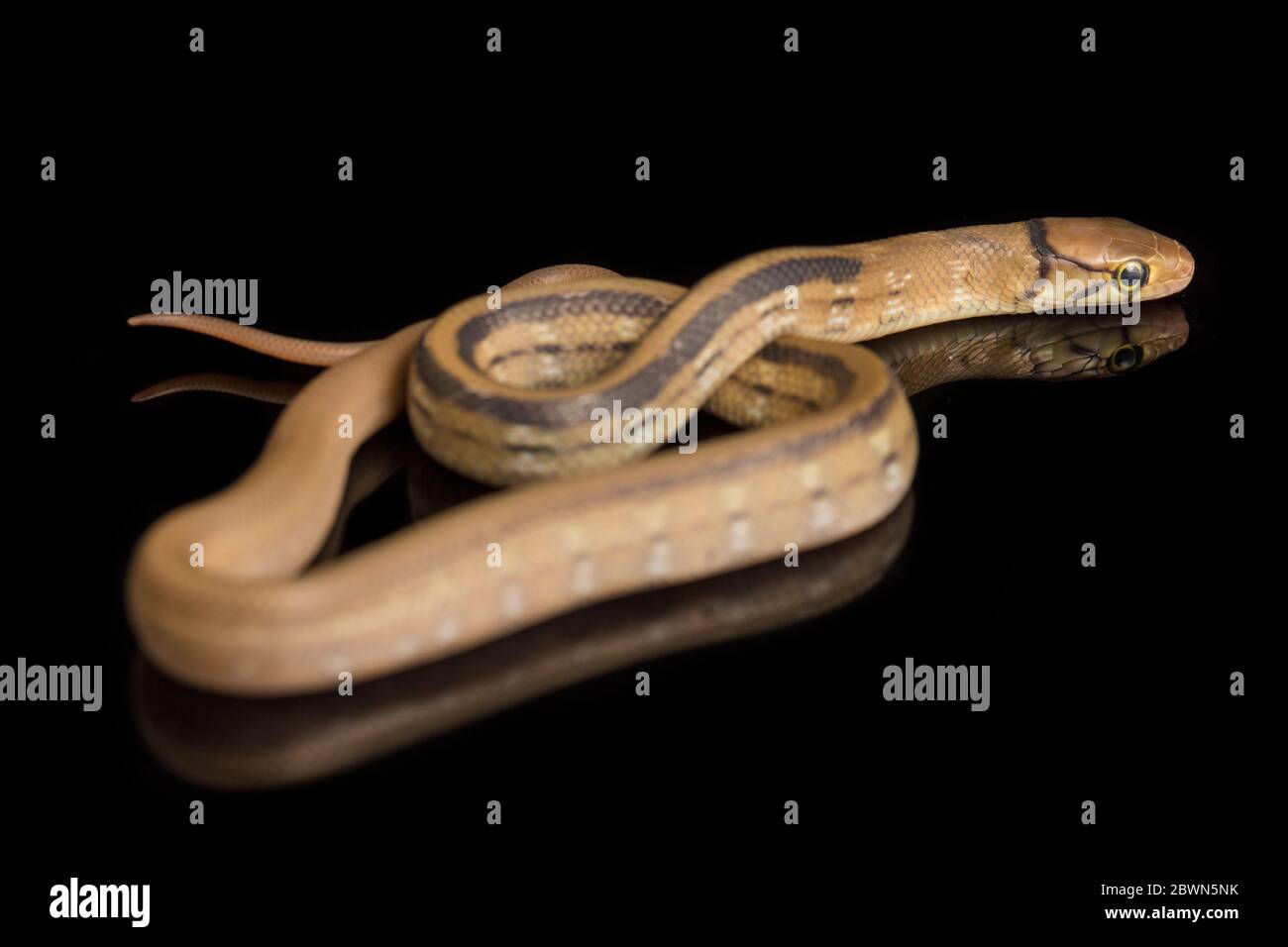 The radiated ratsnake, copperhead rat snake or copper-headed trinket ...