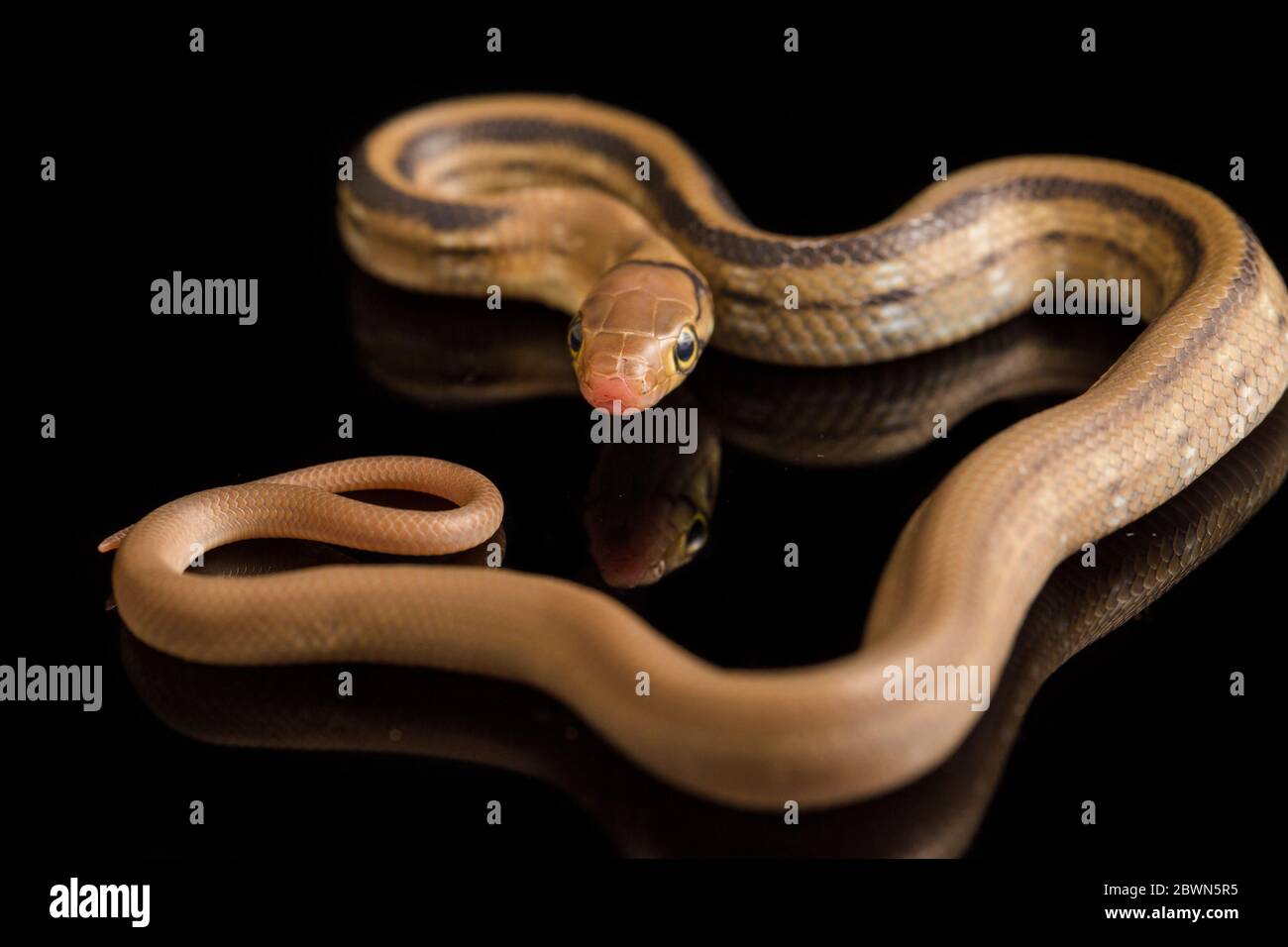 The radiated ratsnake, copperhead rat snake or copper-headed trinket ...