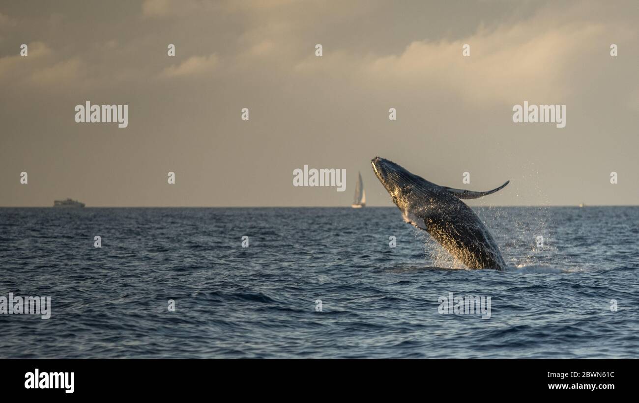 Baby Humpback Whale Breaching